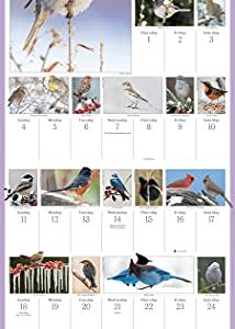 Audubon Songbirds and Other Backyard Birds Picture-A-Day Wall Calendar 2022: Your Daily Sighting of Songsters that Bring Color, Joy, and Sweet Melodies.