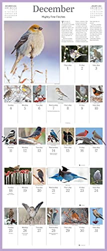 Audubon Songbirds and Other Backyard Birds Picture-A-Day Wall Calendar 2022: Your Daily Sighting of Songsters that Bring Color, Joy, and Sweet Melodies.