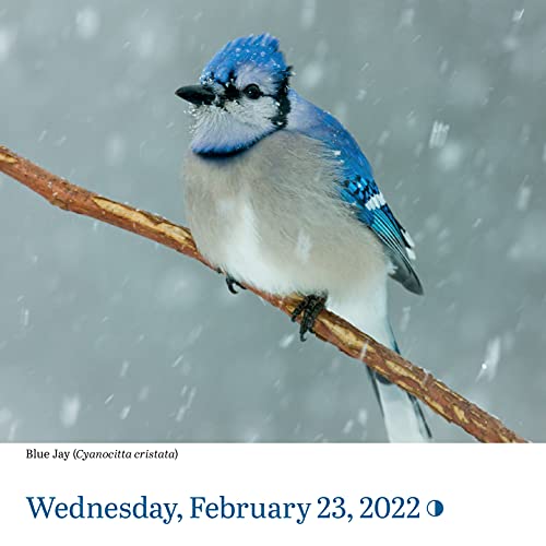 Audubon Birds Page-A-Day Calendar 2022