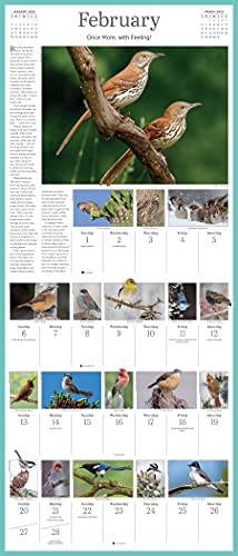 Audubon Songbirds and Other Backyard Birds Picture-A-Day Wall Calendar 2022: Your Daily Sighting of Songsters that Bring Color, Joy, and Sweet Melodies.