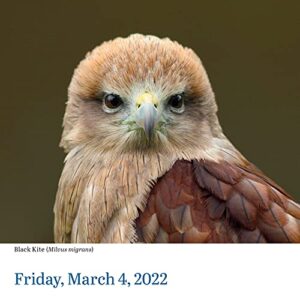 Audubon Birds Page-A-Day Calendar 2022