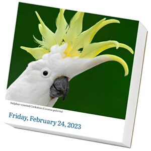 Audubon Birds Page-A-Day Calendar 2023: The World's Favorite Bird Calendar