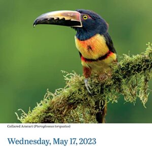 Audubon Birds Page-A-Day Calendar 2023: The World's Favorite Bird Calendar