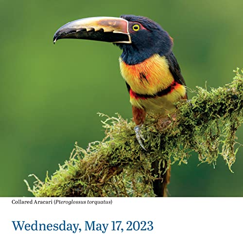 Audubon Birds Page-A-Day Calendar 2023: The World's Favorite Bird Calendar