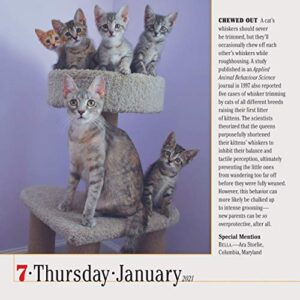 365 Cats Page-A-Day Calendar 2021