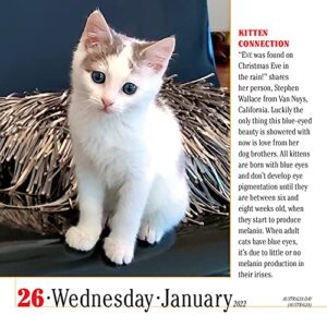 365 Cats Page-A-Day Calendar 2022: The World's Favorite Cat Calendar