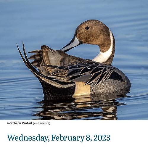 Audubon Birds Page-A-Day Calendar 2023: The World's Favorite Bird Calendar