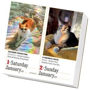 365 Cats Page-A-Day Calendar 2022: The World's Favorite Cat Calendar