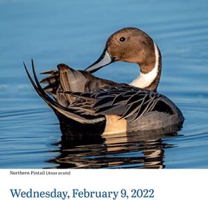 Audubon Birds Page-A-Day Calendar 2022