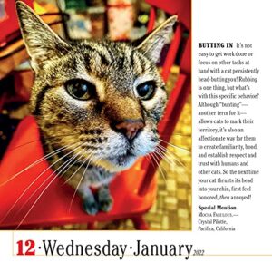 365 Cats Page-A-Day Calendar 2022: The World's Favorite Cat Calendar