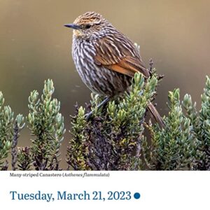 Audubon Birds Page-A-Day Calendar 2023: The World's Favorite Bird Calendar