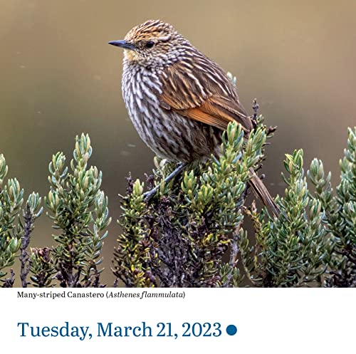 Audubon Birds Page-A-Day Calendar 2023: The World's Favorite Bird Calendar