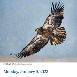 Audubon Birds Page-A-Day Calendar 2023: The World's Favorite Bird Calendar