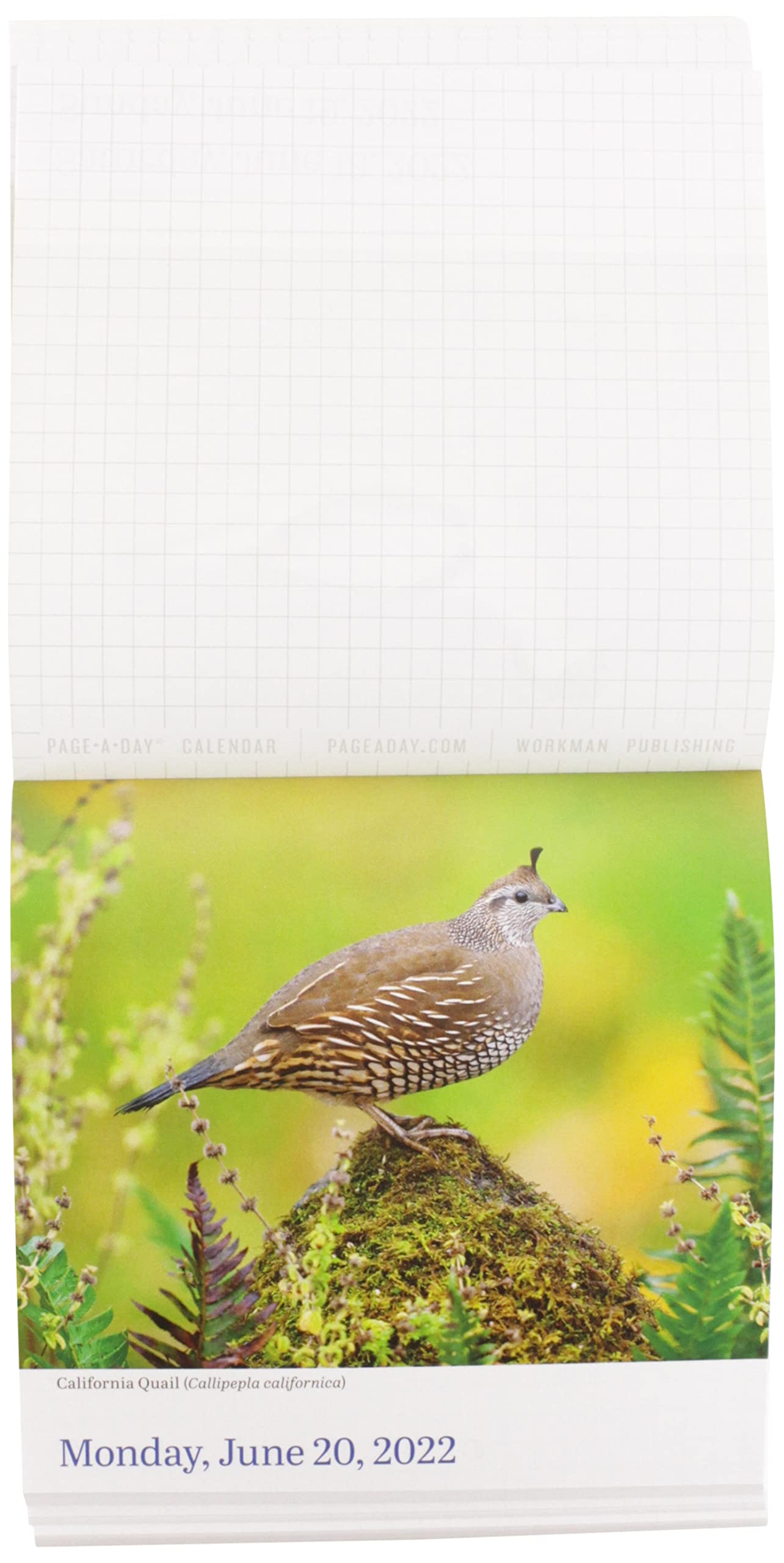 Audubon Birds Page-A-Day Calendar 2022