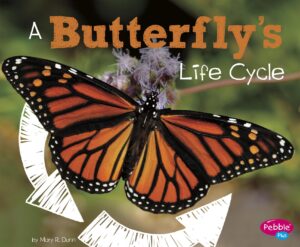 a butterfly's life cycle (explore life cycles)