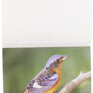 Audubon Birds Page-A-Day Calendar 2022