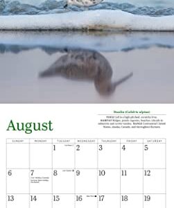 Audubon Little Shorebirds Mini Wall Calendar 2023: A Tribute to the Diversity of Shorebirds and the Fragile Ecosystems they Inhabit