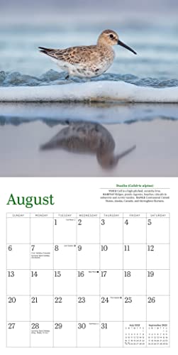 Audubon Little Shorebirds Mini Wall Calendar 2023: A Tribute to the Diversity of Shorebirds and the Fragile Ecosystems they Inhabit