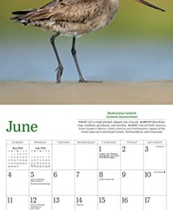 Audubon Little Shorebirds Mini Wall Calendar 2023: A Tribute to the Diversity of Shorebirds and the Fragile Ecosystems they Inhabit