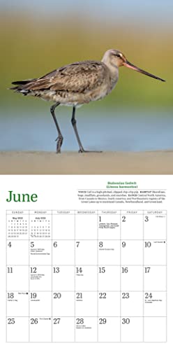 Audubon Little Shorebirds Mini Wall Calendar 2023: A Tribute to the Diversity of Shorebirds and the Fragile Ecosystems they Inhabit