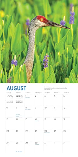 Audubon Nature Wall Calendar 2023: A Year of Breathtaking Vistas