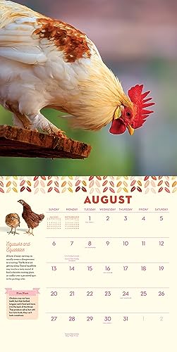 How to Speak Chicken Wall Calendar 2023: A Year of Chickens Doing What They Do & Saying What They Say