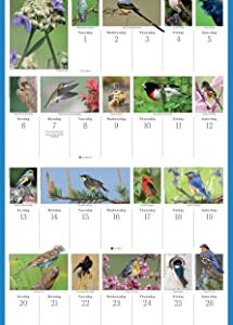 Audubon Songbirds and Other Backyard Birds Picture-A-Day Wall Calendar 2023: A Beautiful Bird Filled Way to Keep Track of 2023