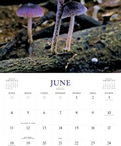 Fantastic Fungi Wall Calendar 2023: For Mycologists, Artists, Foodies, Ecologists, Doctors, and Explorers