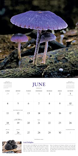 Fantastic Fungi Wall Calendar 2023: For Mycologists, Artists, Foodies, Ecologists, Doctors, and Explorers