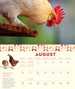 How to Speak Chicken Wall Calendar 2023: A Year of Chickens Doing What They Do & Saying What They Say