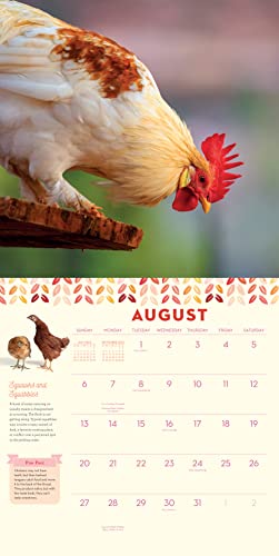 How to Speak Chicken Wall Calendar 2023: A Year of Chickens Doing What They Do & Saying What They Say