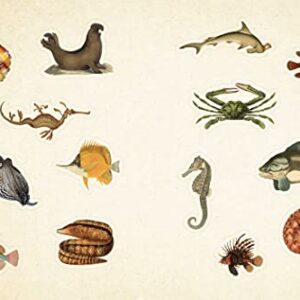 Cabinet of Curiosities: Over 1,000 Curated Stickers from the Fascinating Collections of the Smithsonian