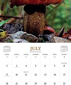 Fantastic Fungi Wall Calendar 2023: For Mycologists, Artists, Foodies, Ecologists, Doctors, and Explorers