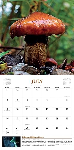 Fantastic Fungi Wall Calendar 2023: For Mycologists, Artists, Foodies, Ecologists, Doctors, and Explorers