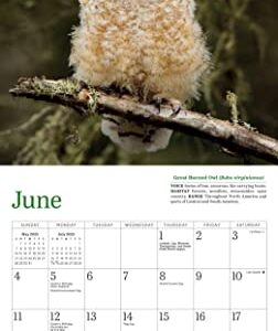 Audubon Little Owls Mini Wall Calendar 2023: A Year of Fluffy and Round Owls