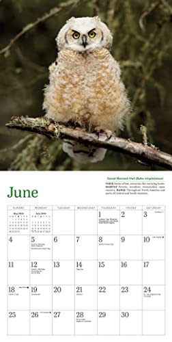 Audubon Little Owls Mini Wall Calendar 2023: A Year of Fluffy and Round Owls