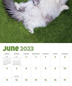 Chonkers Wall Calendar 2023: Irresistible Photos of Snozzy, Chonky Floofers Paired with Relaxation-Themed Quotes