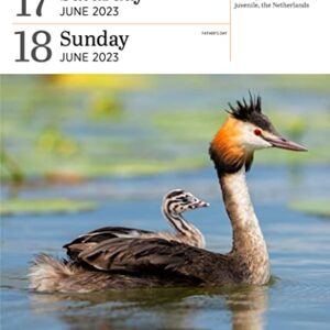 Audubon Birds Page-A-Day Gallery Calendar 2023: Hundreds of Birds, Expertly Captured by Top Nature Photographers