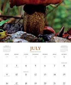 Fantastic Fungi Wall Calendar 2023: For Mycologists, Artists, Foodies, Ecologists, Doctors, and Explorers