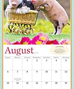 The Original Pocket Pigs Wall Calendar 2023: The Famous Teacup Pigs of Pennywell Farm