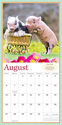 The Original Pocket Pigs Wall Calendar 2023: The Famous Teacup Pigs of Pennywell Farm