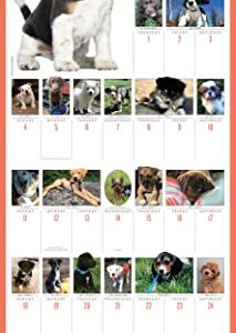 365 Puppies-A-Year Picture-A-Day Wall Calendar 2023: Absolutely Spilling Over With Puppies