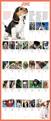 365 Puppies-A-Year Picture-A-Day Wall Calendar 2023: Absolutely Spilling Over With Puppies