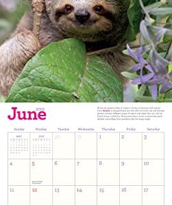 Original Sloths Wall Calendar 2023: The Ultimate Experts at Slowing Down