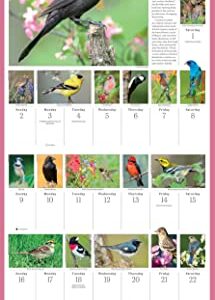 Audubon Songbirds and Other Backyard Birds Picture-A-Day Wall Calendar 2023: A Beautiful Bird Filled Way to Keep Track of 2023