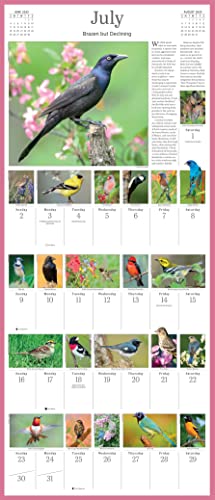 Audubon Songbirds and Other Backyard Birds Picture-A-Day Wall Calendar 2023: A Beautiful Bird Filled Way to Keep Track of 2023