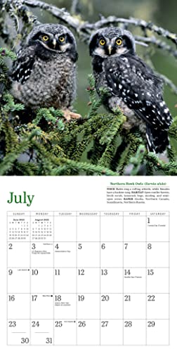 Audubon Little Owls Mini Wall Calendar 2023: A Year of Fluffy and Round Owls