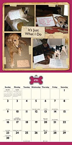 Dog Shaming 2023 Wall Calendar