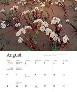 Audubon Desert Wildflowers Wall Calendar 2023: A Visual Delight for Nature Lovers and Gardeners Alike