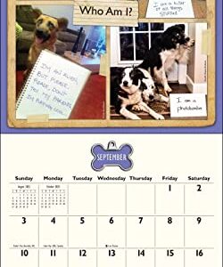 Dog Shaming 2023 Wall Calendar